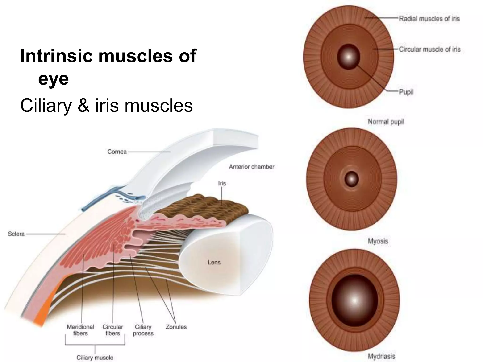 Anatomy, optics & refractive errors of eye | PPT