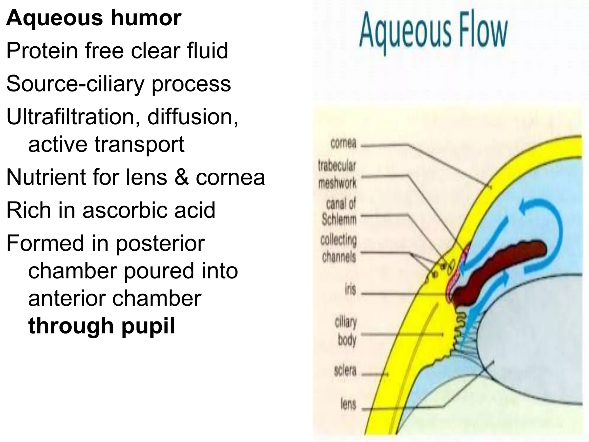 Anatomy, optics & refractive errors of eye | PPT