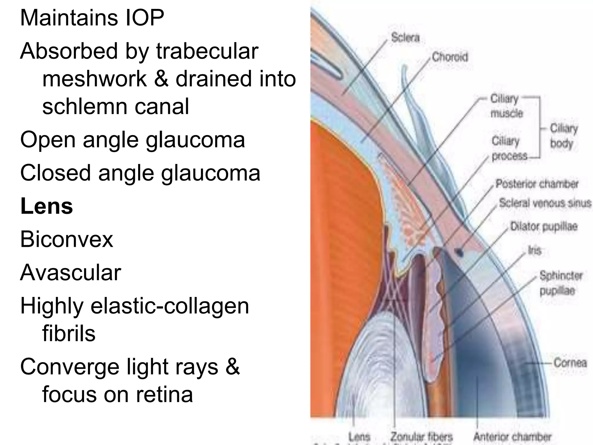 Anatomy, optics & refractive errors of eye | PPT