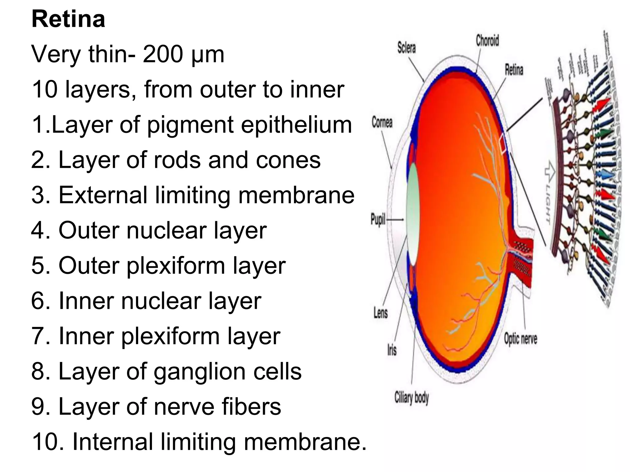 Anatomy, optics & refractive errors of eye | PPT
