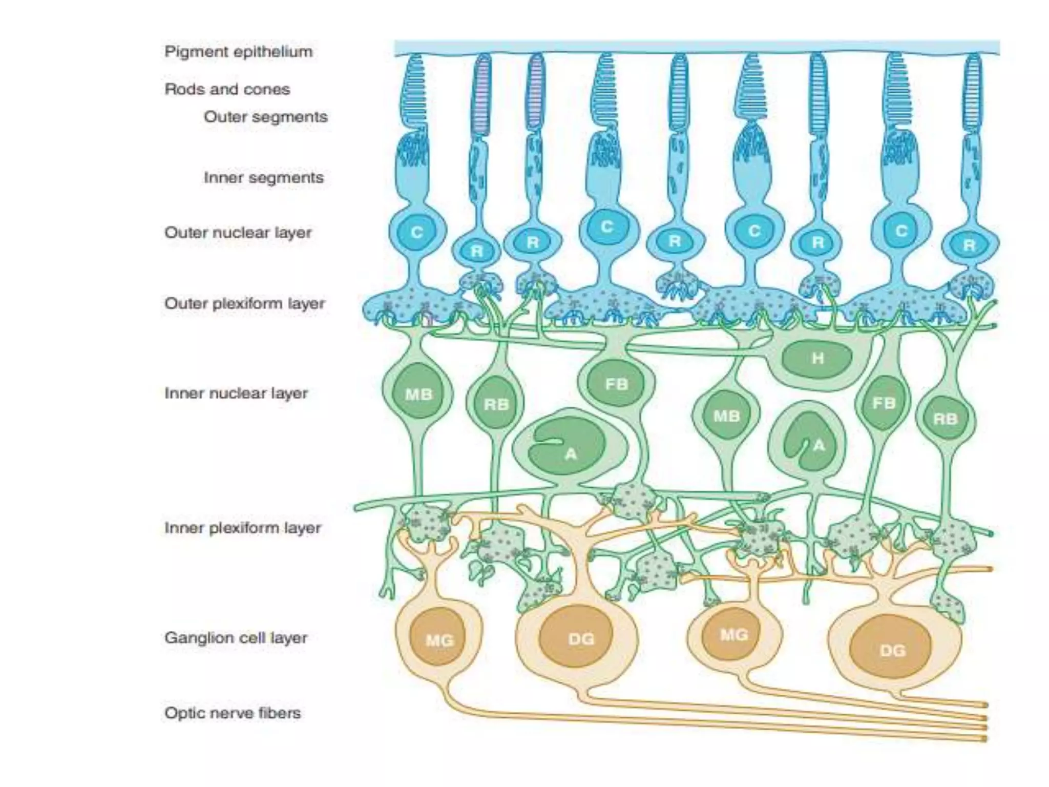 Anatomy, optics & refractive errors of eye | PPT