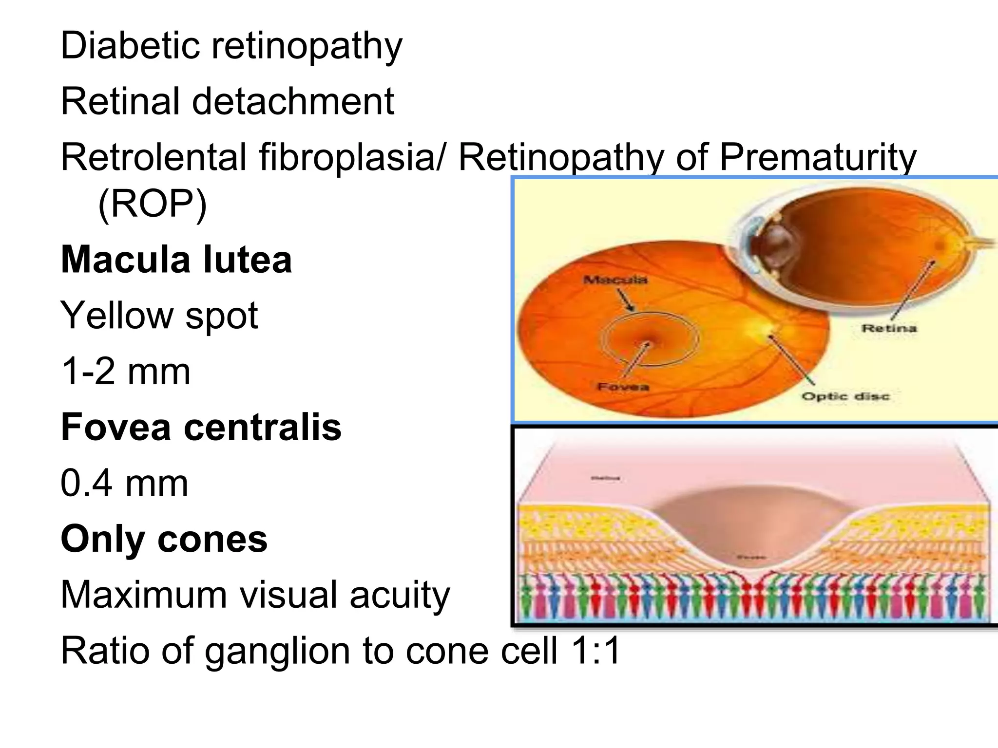 Anatomy, optics & refractive errors of eye | PPT