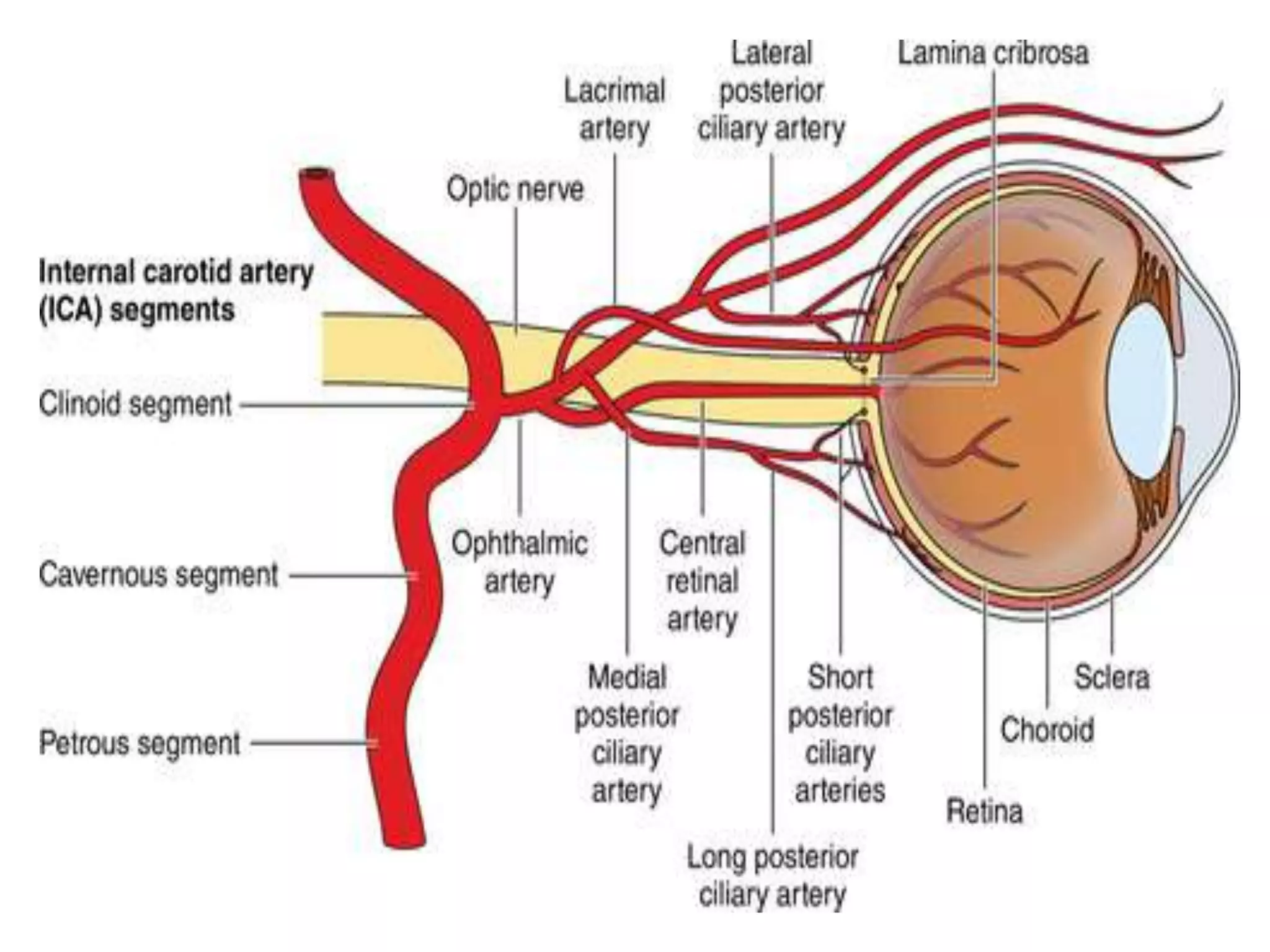 Anatomy, optics & refractive errors of eye | PPT