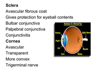 Anatomy, optics & refractive errors of eye | PPT