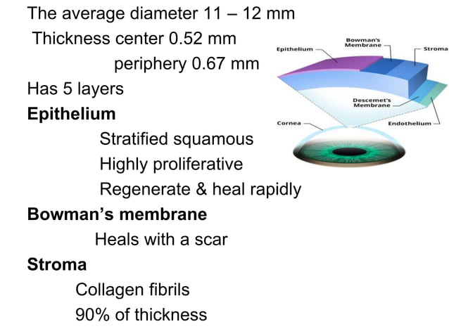 Anatomy, optics & refractive errors of eye | PPT | Eye and Vision ...