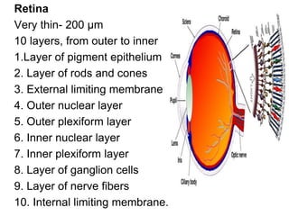 Anatomy, optics & refractive errors of eye | PPT