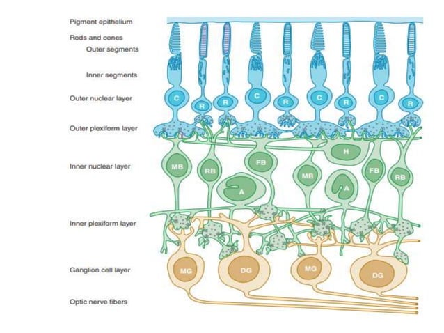 Anatomy, optics & refractive errors of eye | PPT