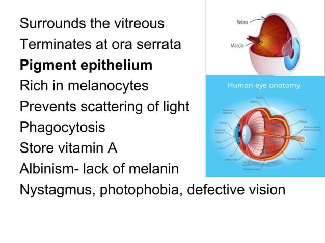 Anatomy, optics & refractive errors of eye | PPT