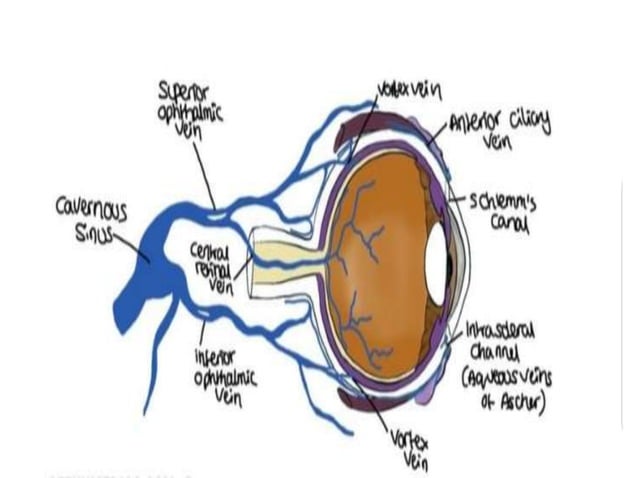 Anatomy, optics & refractive errors of eye | PPT