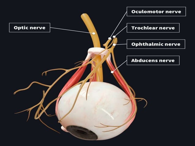 Anatomy, optics & refractive errors of eye | PPT
