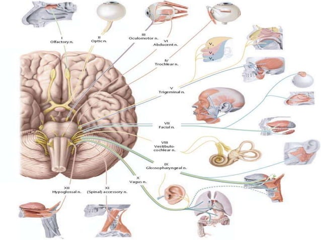 Anatomy, optics & refractive errors of eye | PPT