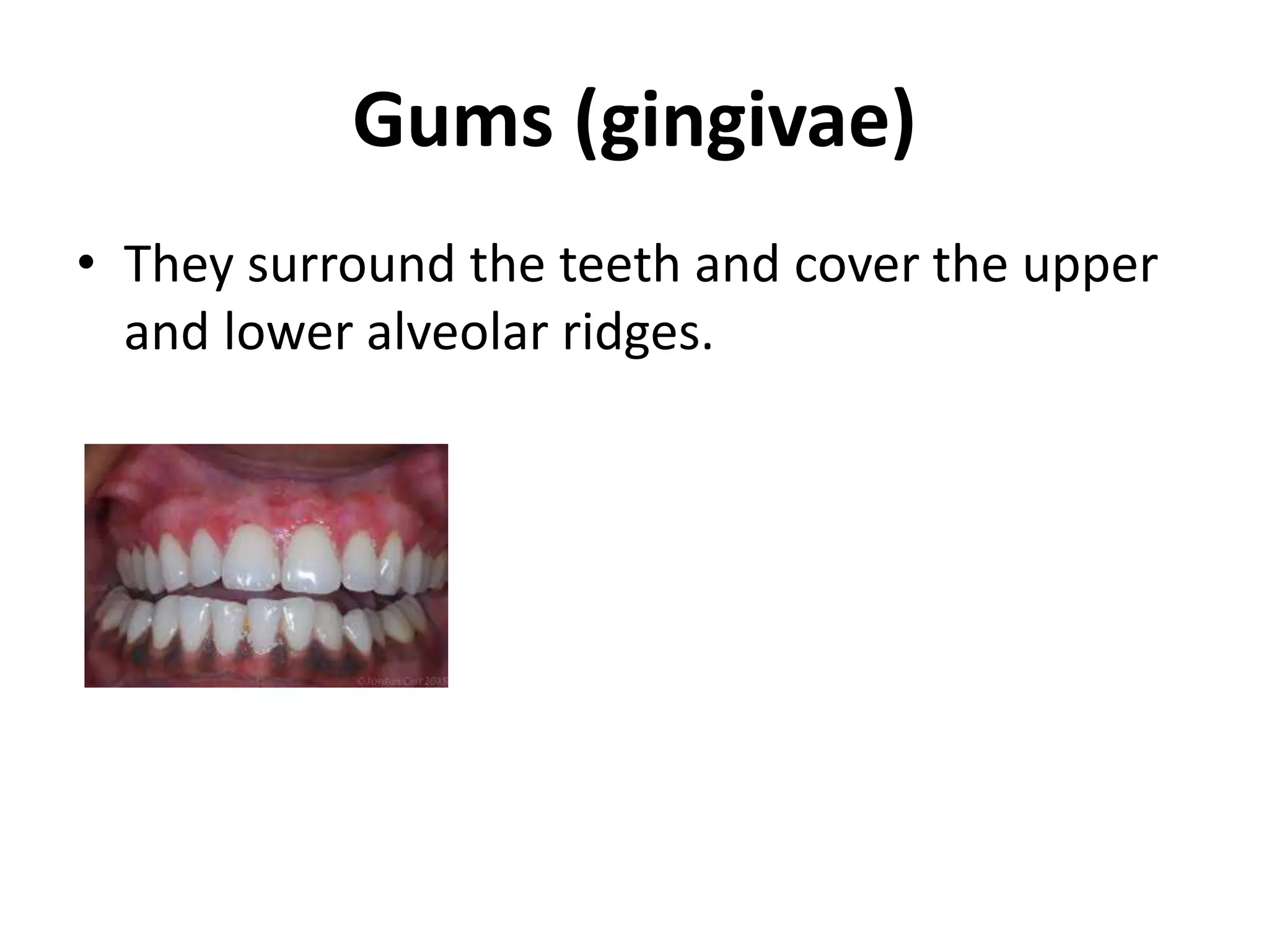 Anatomy oral cavity | PPTX