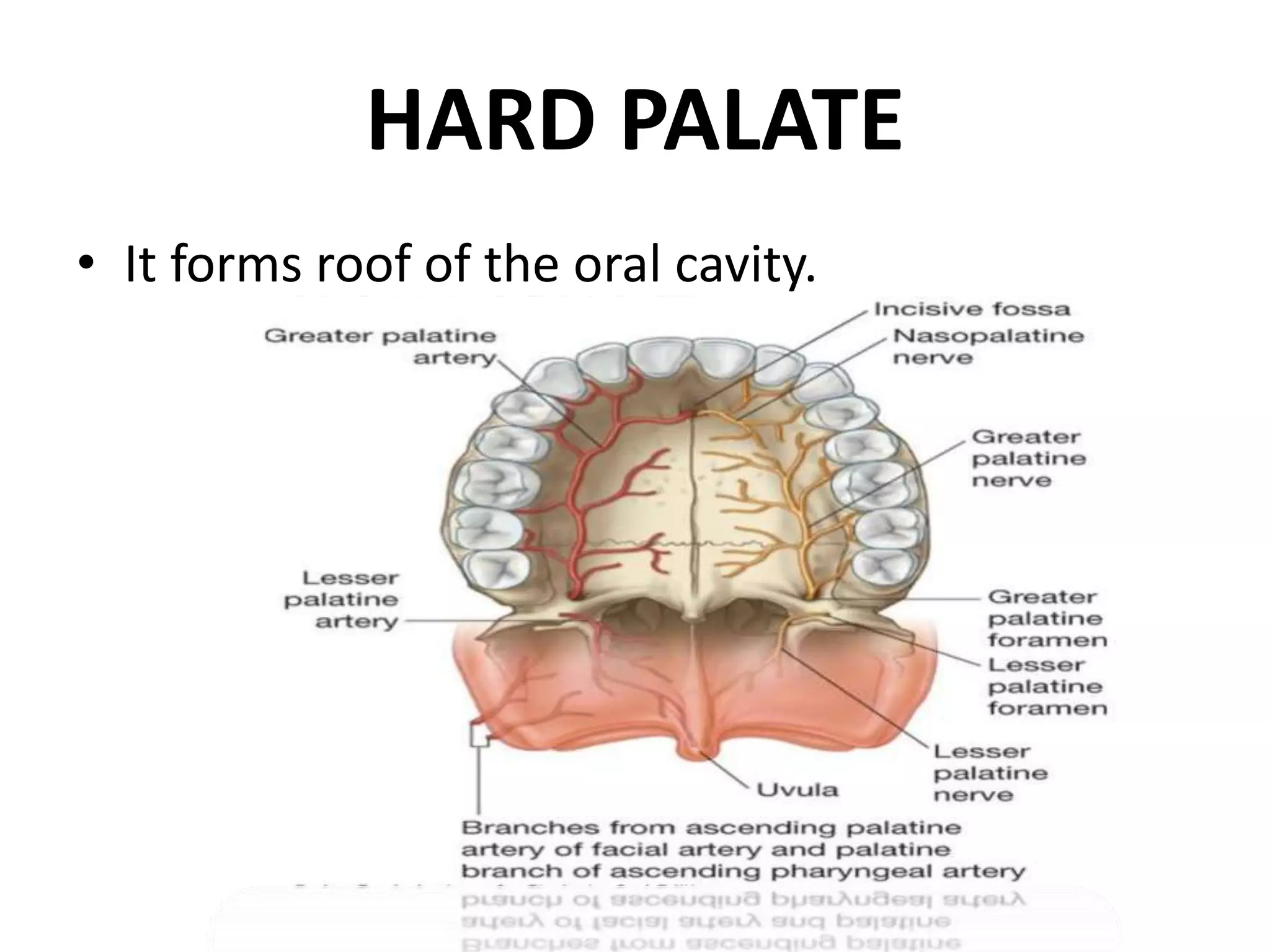 Anatomy oral cavity | PPTX