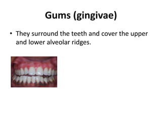 Anatomy oral cavity | PPTX