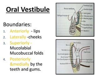 Anatomy oral cavity | PPTX