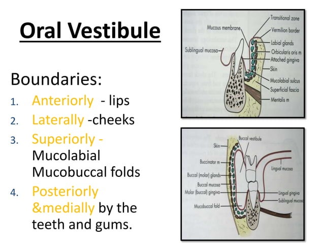 Anatomy oral cavity | PPTX | Ear, Nose and Throat Conditions | Diseases ...