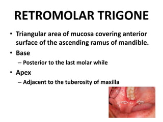 Anatomy oral cavity | PPTX