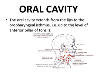 Anatomy oral cavity | PPTX