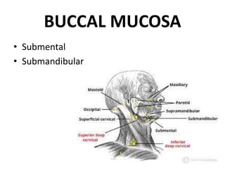 Anatomy oral cavity | PPTX