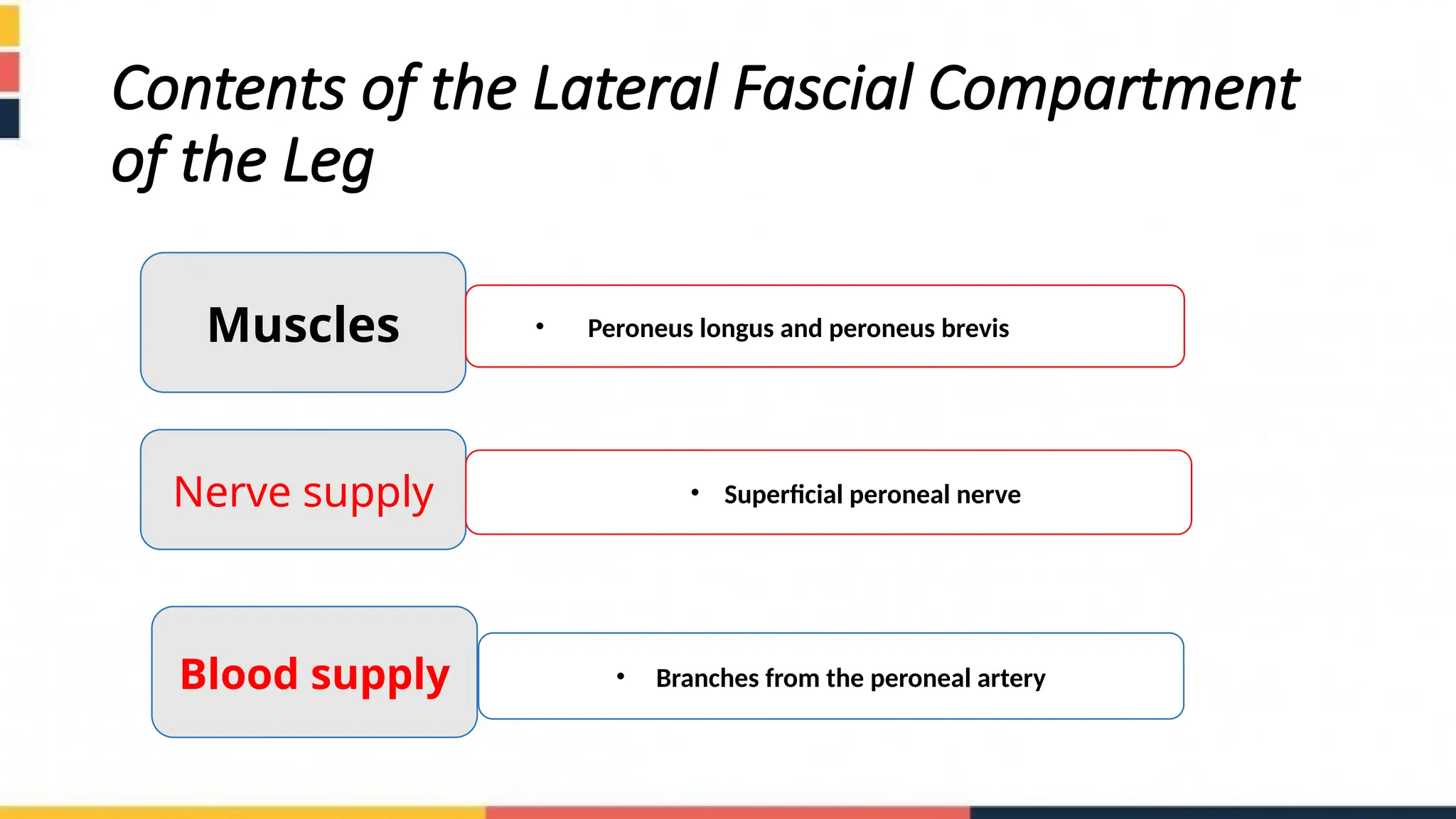 Anatomy of lower limb and including muscles and nerves.pptx