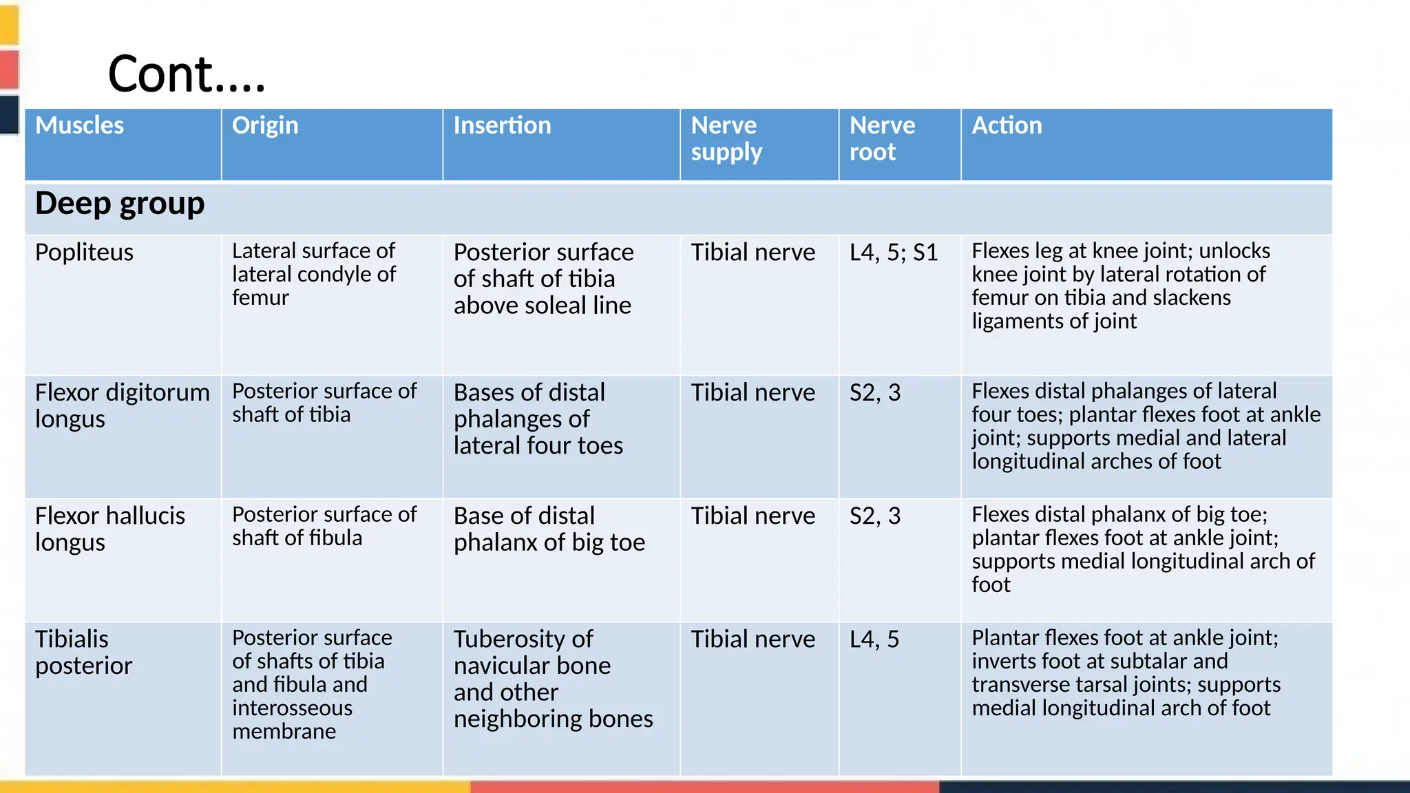 Anatomy of lower limb and including muscles and nerves.pptx