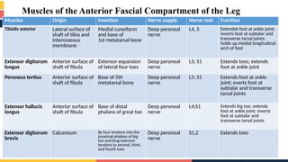 Anatomy of lower limb and including muscles and nerves.pptx