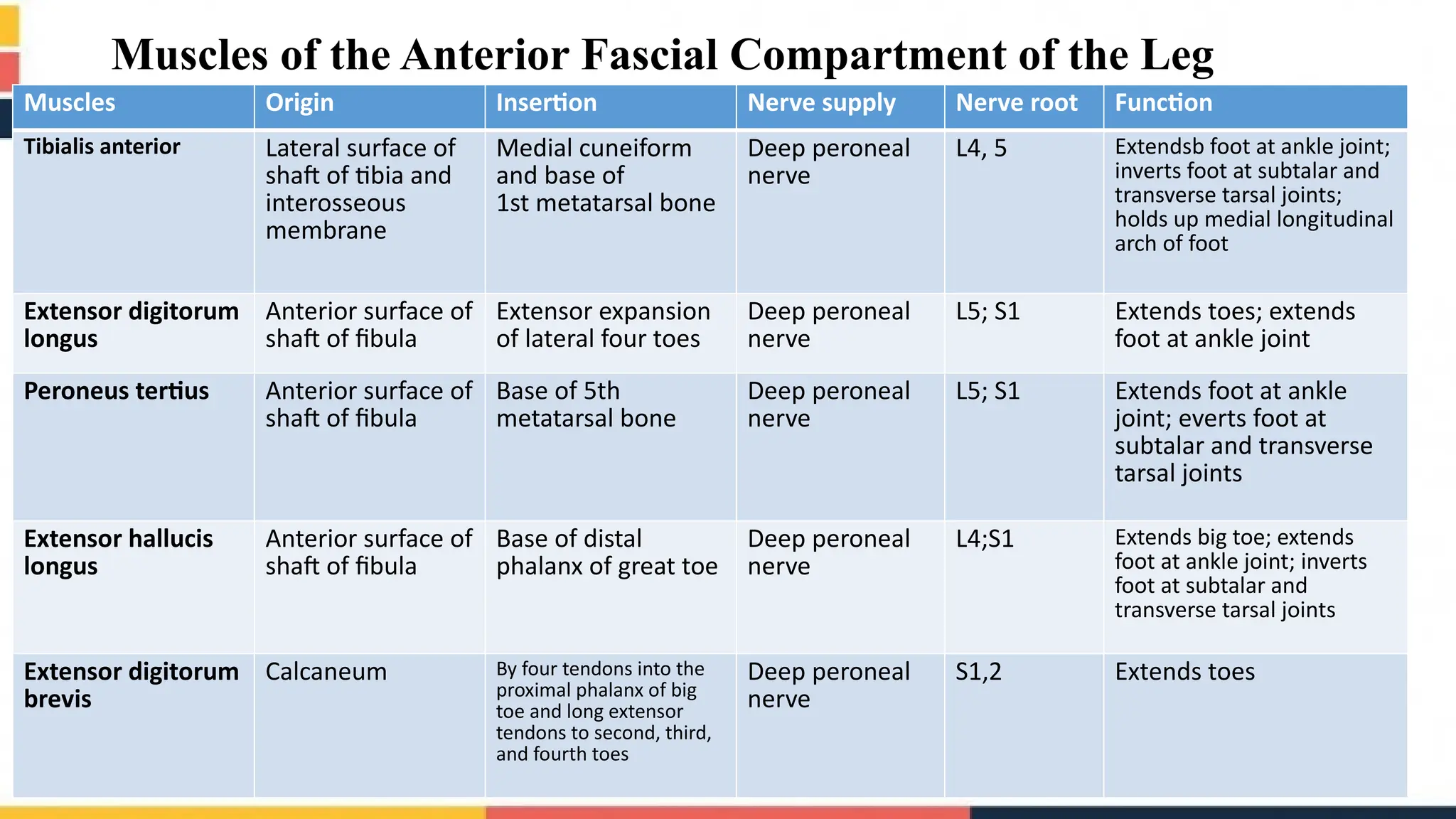anatomy of lower limb with nerve and blood supply.pptx