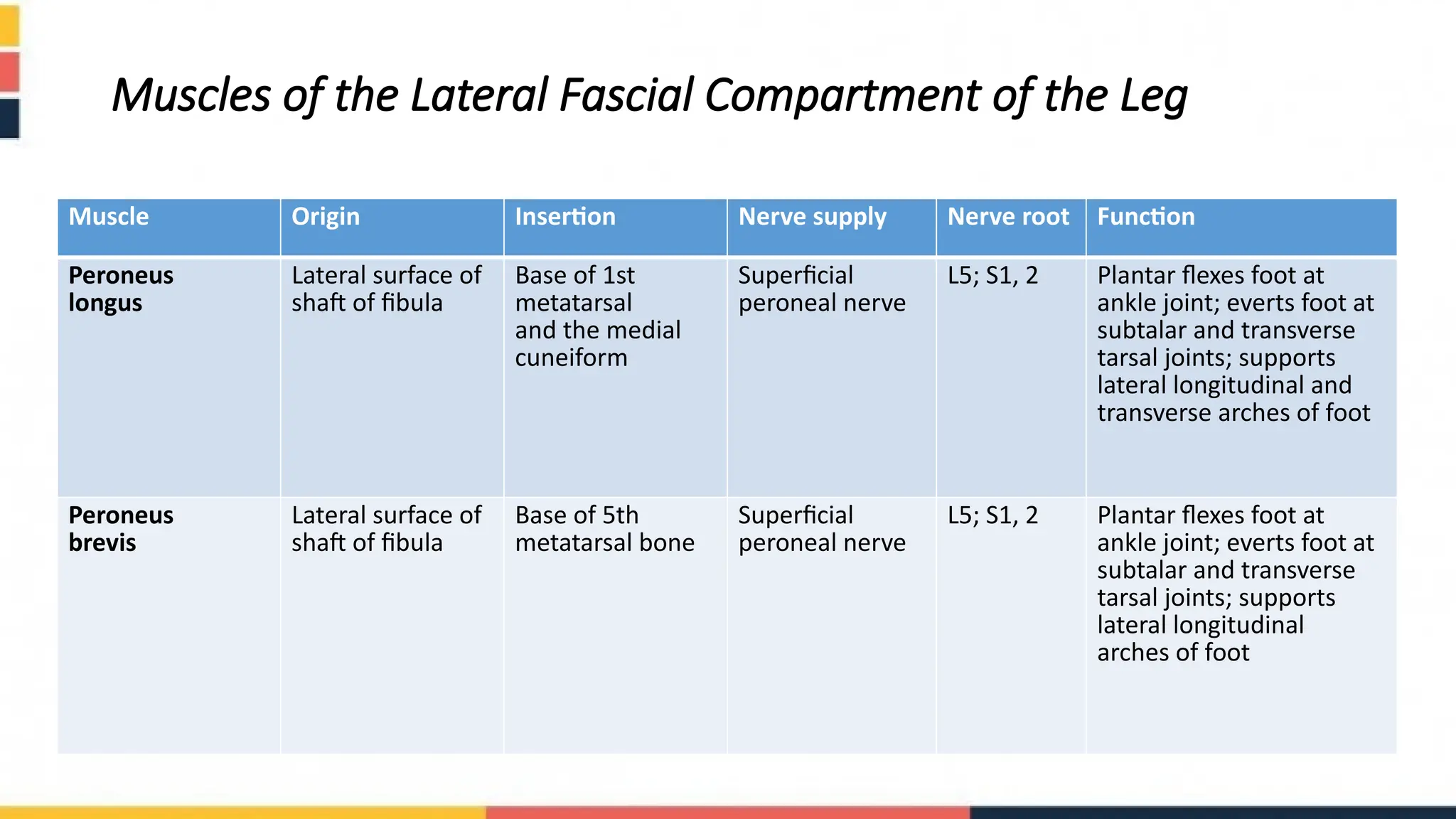 anatomy of lower limb with nerve and blood supply.pptx