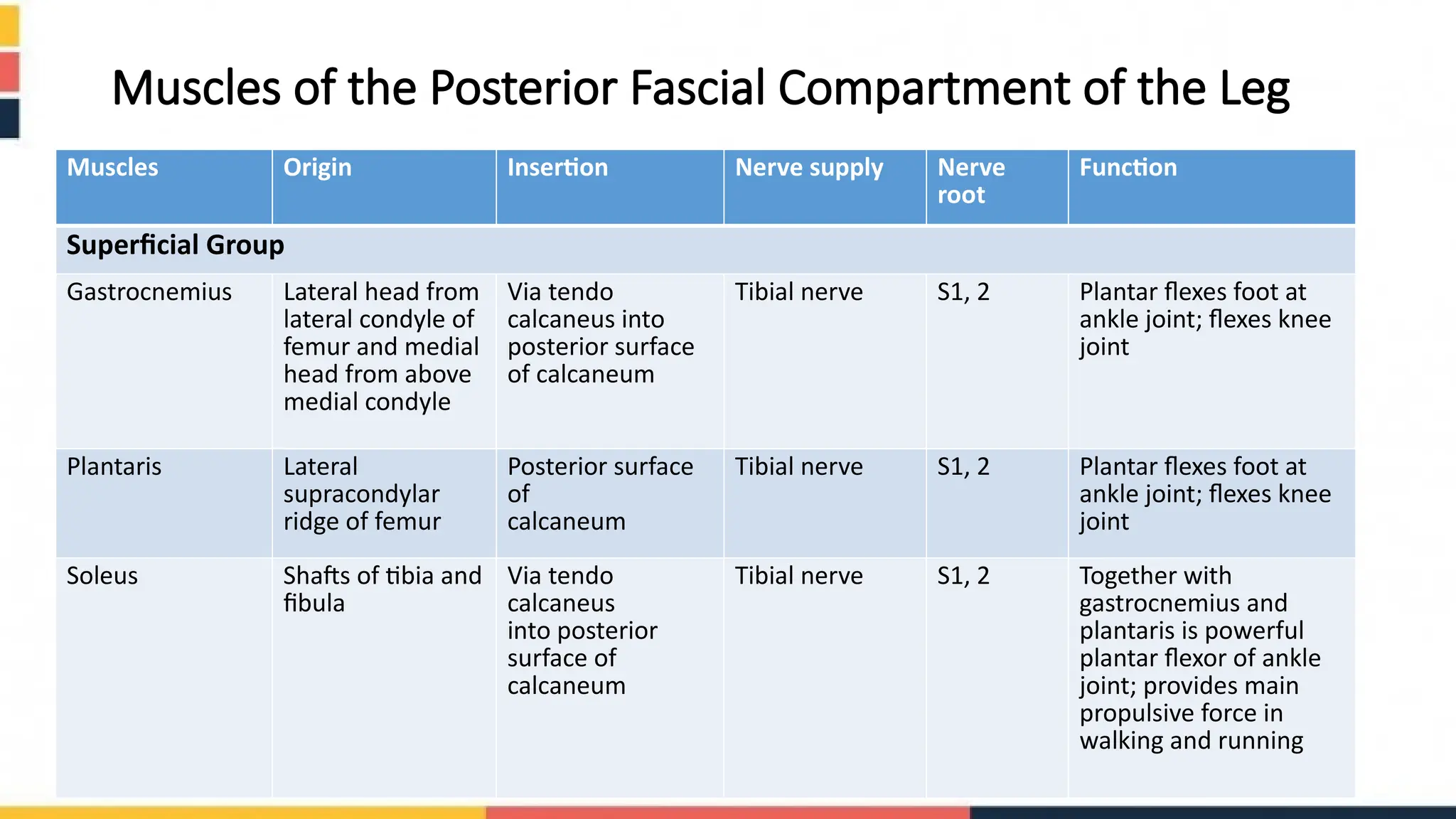 anatomy of lower limb with nerve and blood supply.pptx