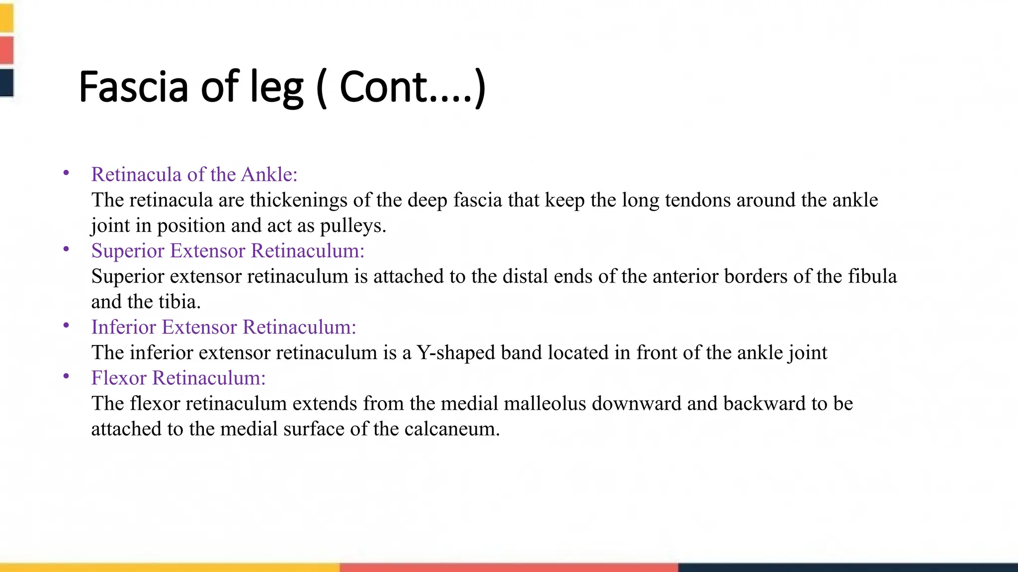 anatomy of lower limb with nerve and blood supply.pptx