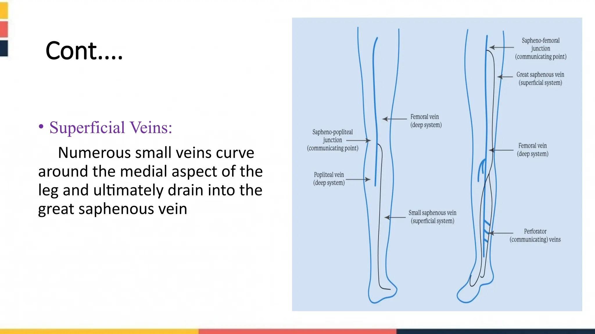 anatomy of lower limb with nerve and blood supply.pptx
