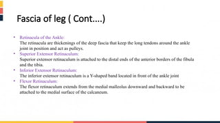 anatomy of lower limb with nerve and blood supply.pptx