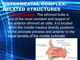 Anatomy and physiology of nose and paranasal sinuses | PPT