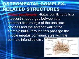 Anatomy and physiology of nose and paranasal sinuses | PPT