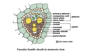 Anatomy part 5 | PPTX
