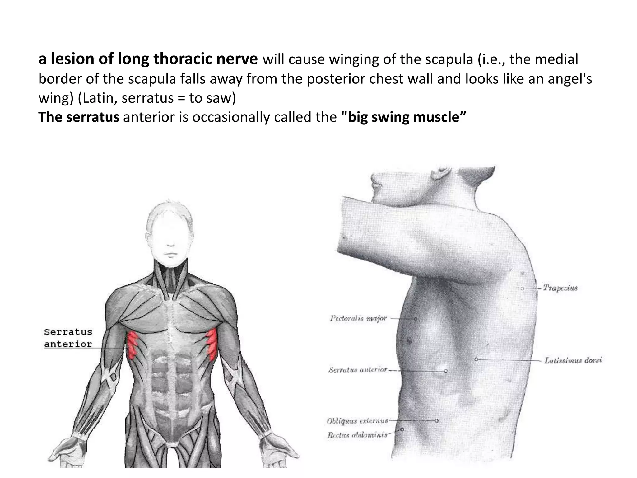 Anatomy pectoral arm02122010 | PPT