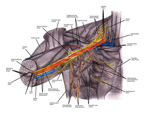 Anatomy pectoral arm02122010 | PPT