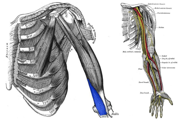 Anatomy pectoral arm02122010 | PPT