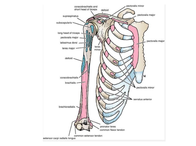 Anatomy pectoral arm02122010 | PPT