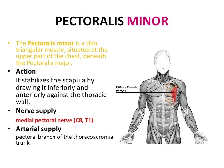 Pectoralis Minor Origin Insertion Nerve Supply Action How To