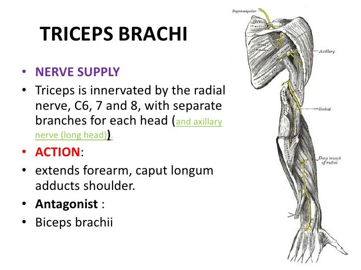Anatomy pectoral arm02122010
