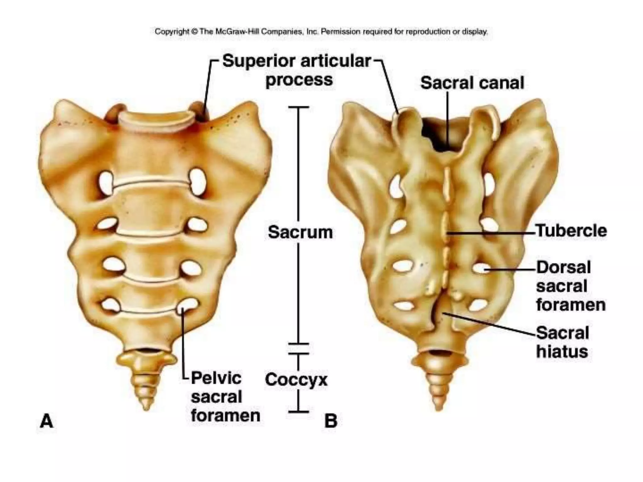 Anatomy pelvic bone | PPTX