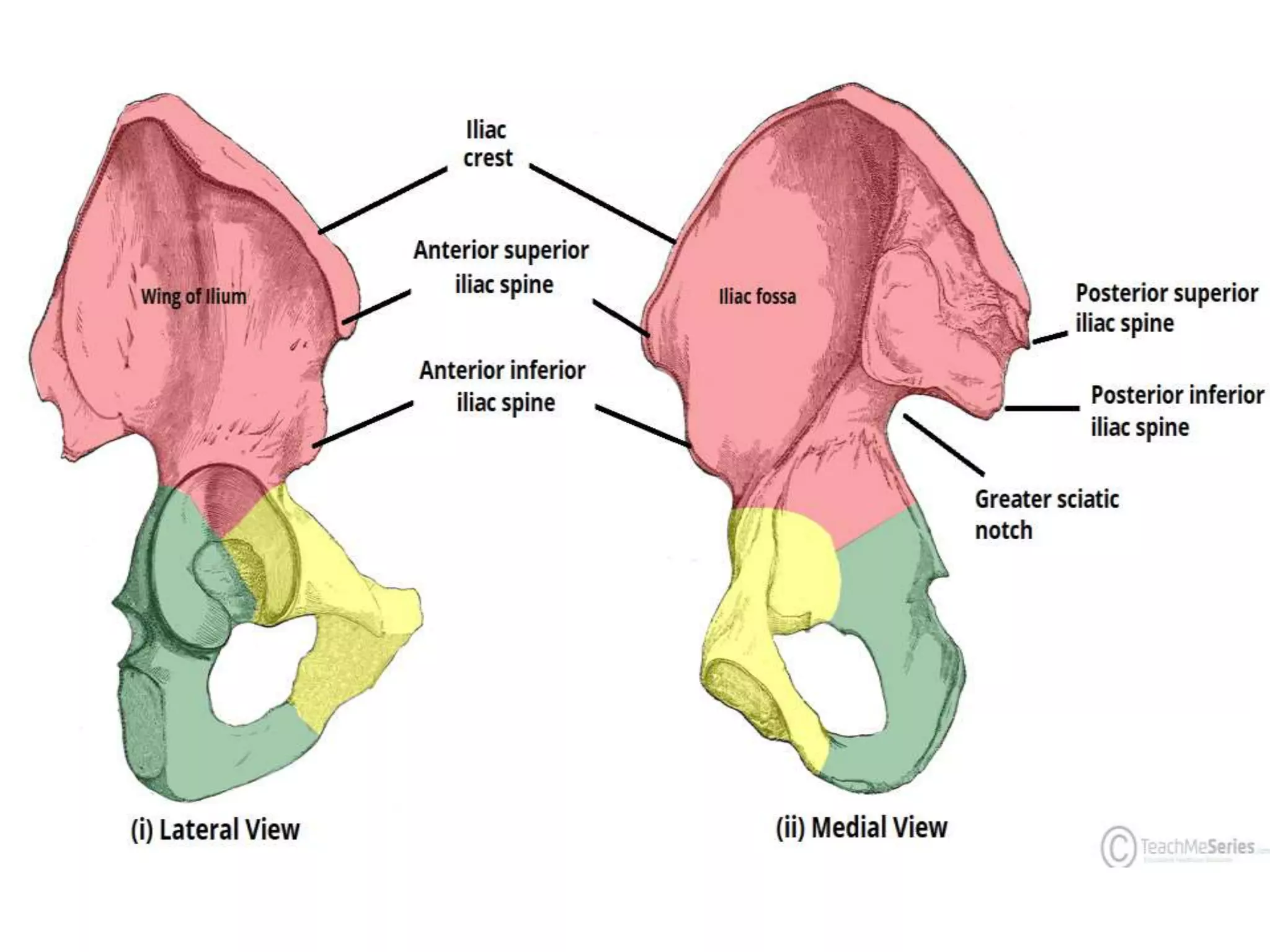 Anatomy Pelvic Bone Pptx