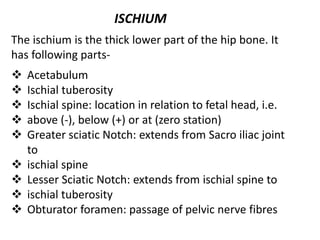 Anatomy pelvic bone | PPTX