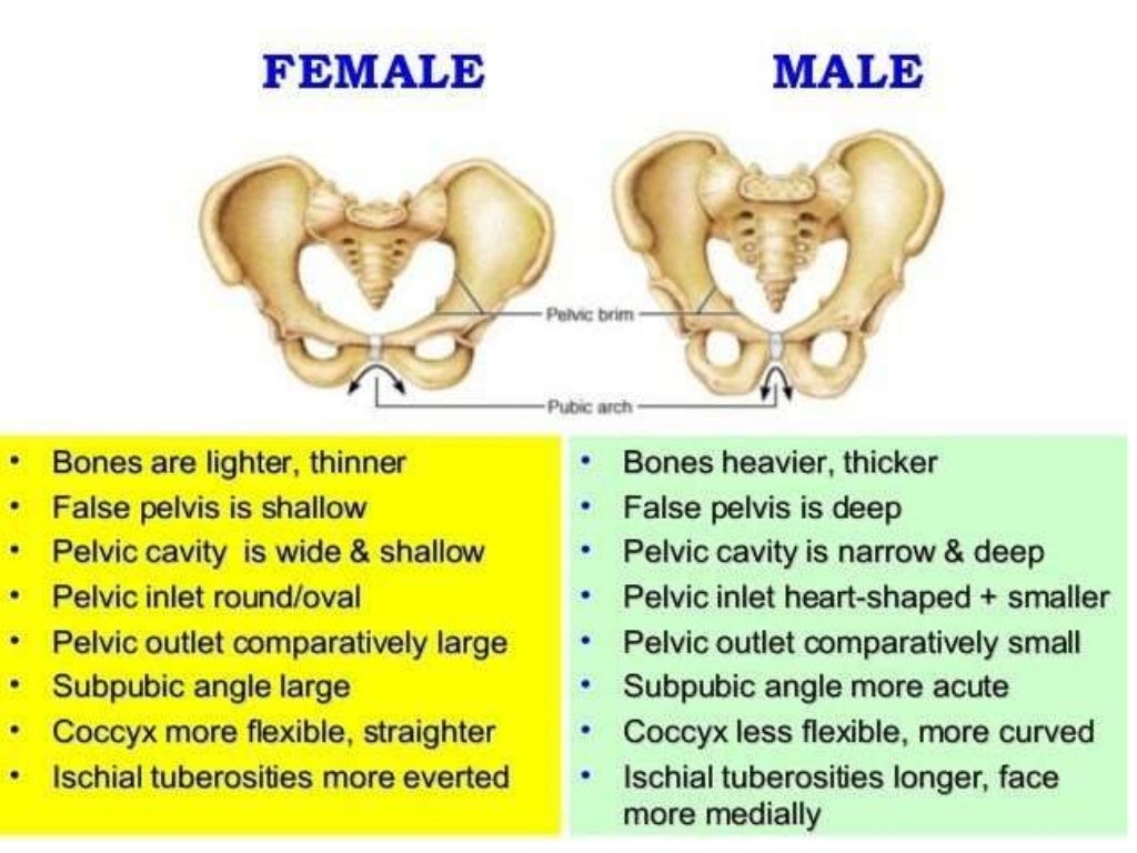Anatomy Pelvic Bone Anatomy Pelvic Bone