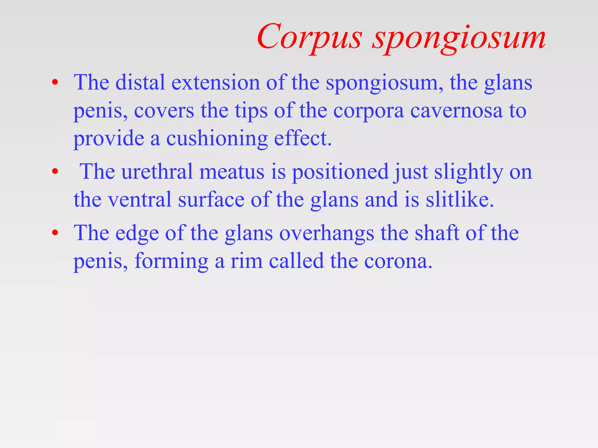 Anatomy penis.pptx