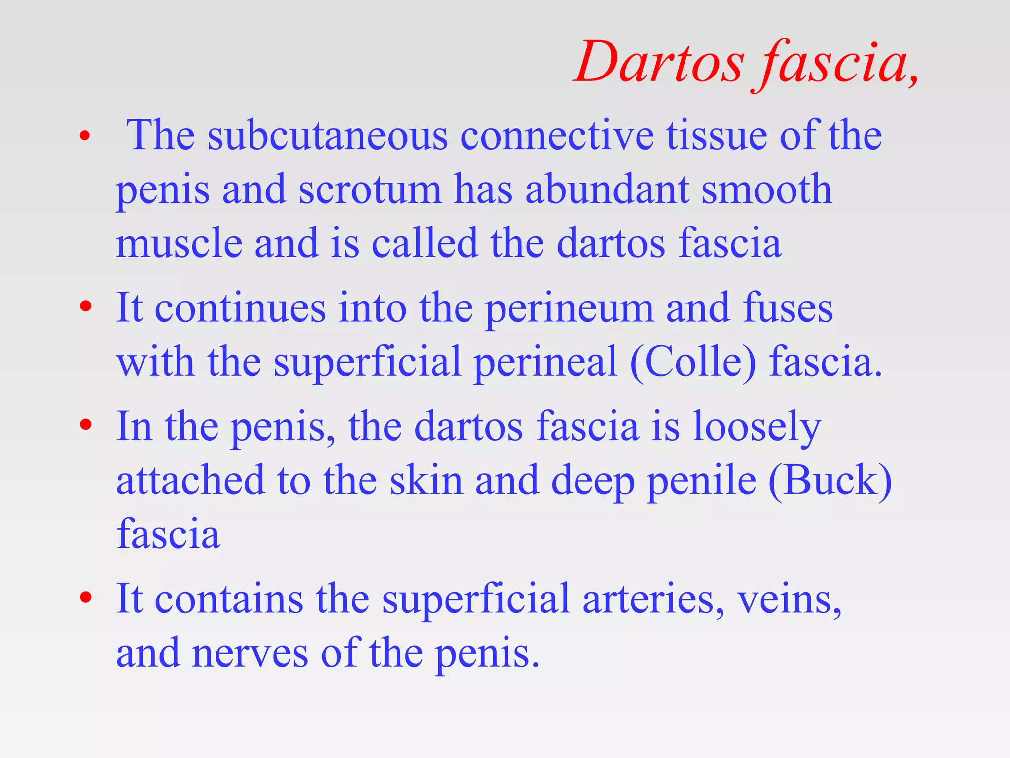 Anatomy penis.pptx