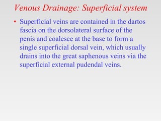 Anatomy penis.pptx | Sexual Health | Diseases and Conditions