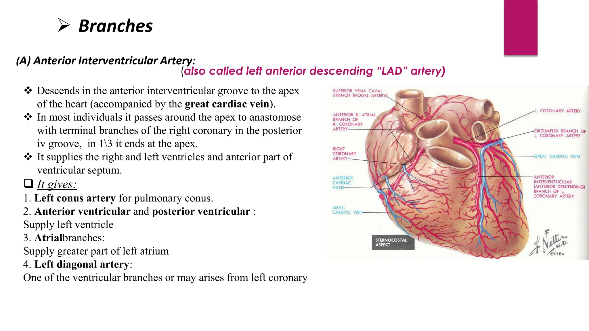 ANATOMY (Arterial supply of blood)MBBS 1st year | PPT