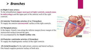 ANATOMY (Arterial supply of blood)MBBS 1st year | PPT